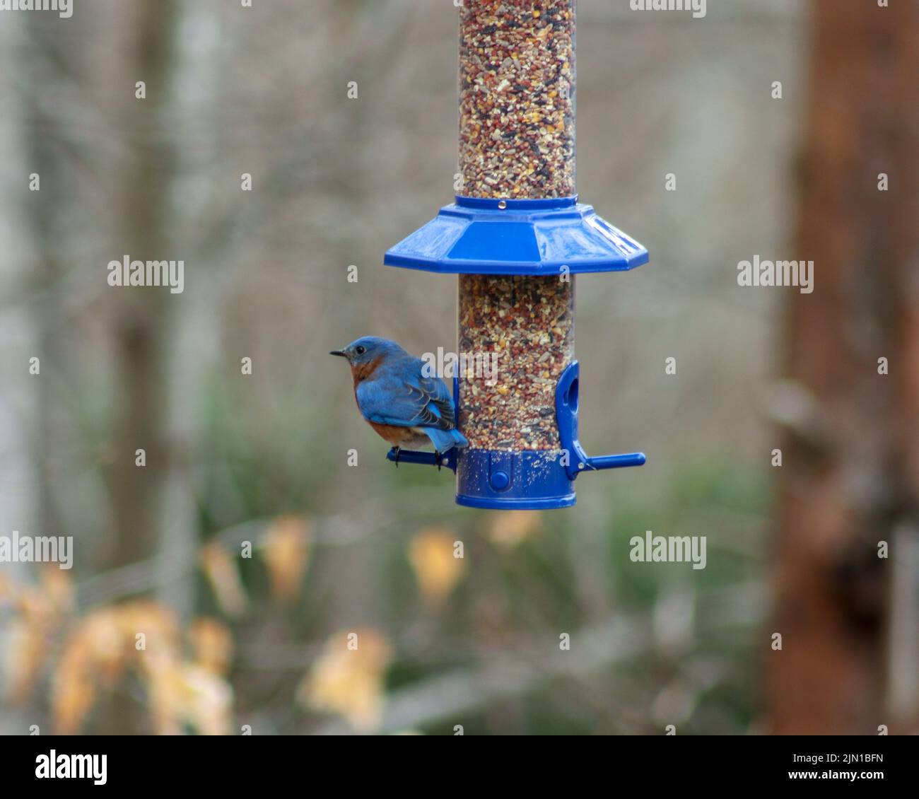 A selective focus of a beautiful blue bird standing on a bird feeder on ...