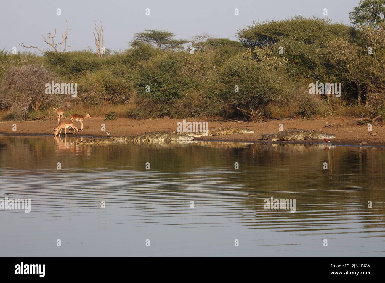 Nilkrokodil und Schwarzfersenantilope/ Nile crocodile and Impala ...