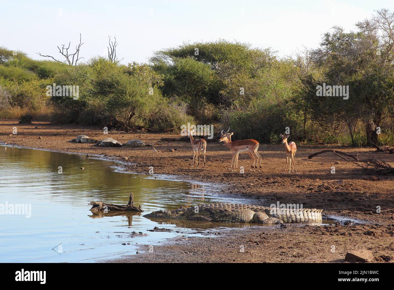 Nilkrokodil und Schwarzfersenantilope/ Nile crocodile and Impala ...