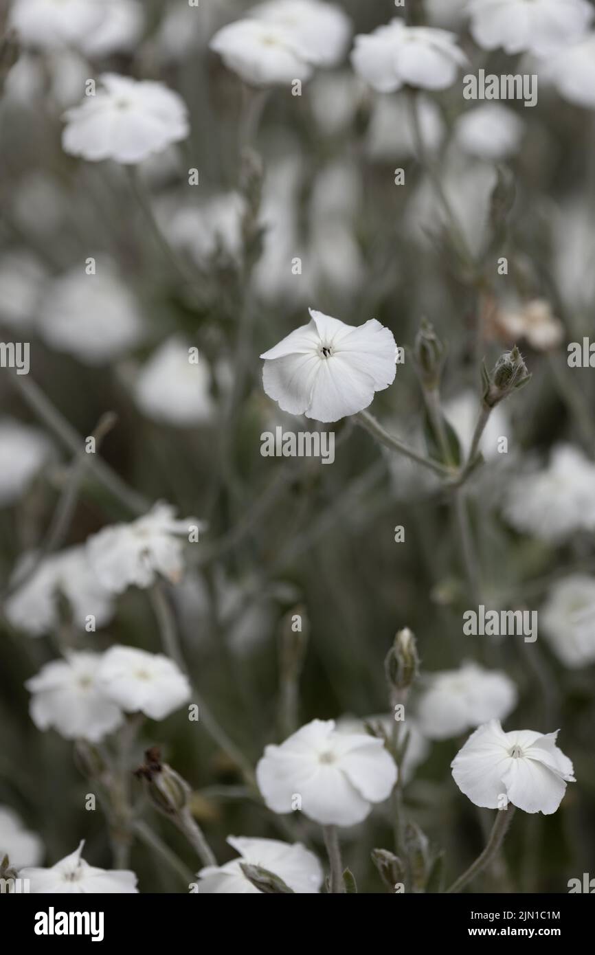 Lychnis coronaria white Stock Photo - Alamy