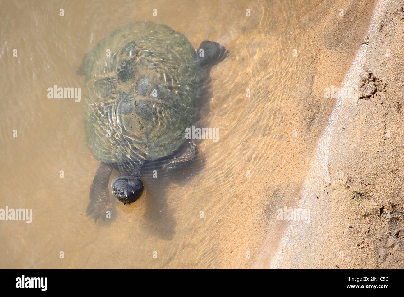 Starrbrust-Pelomeduse / Marsh or Helmeted turtle / Pelomedusa subrufa ...