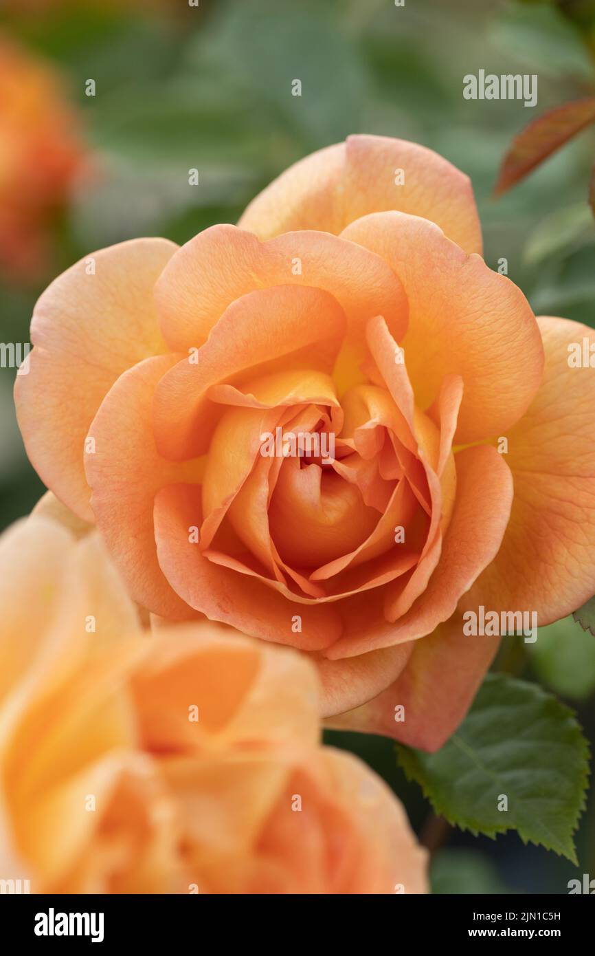 Lady of Shalott David Austin rose Stock Photo - Alamy