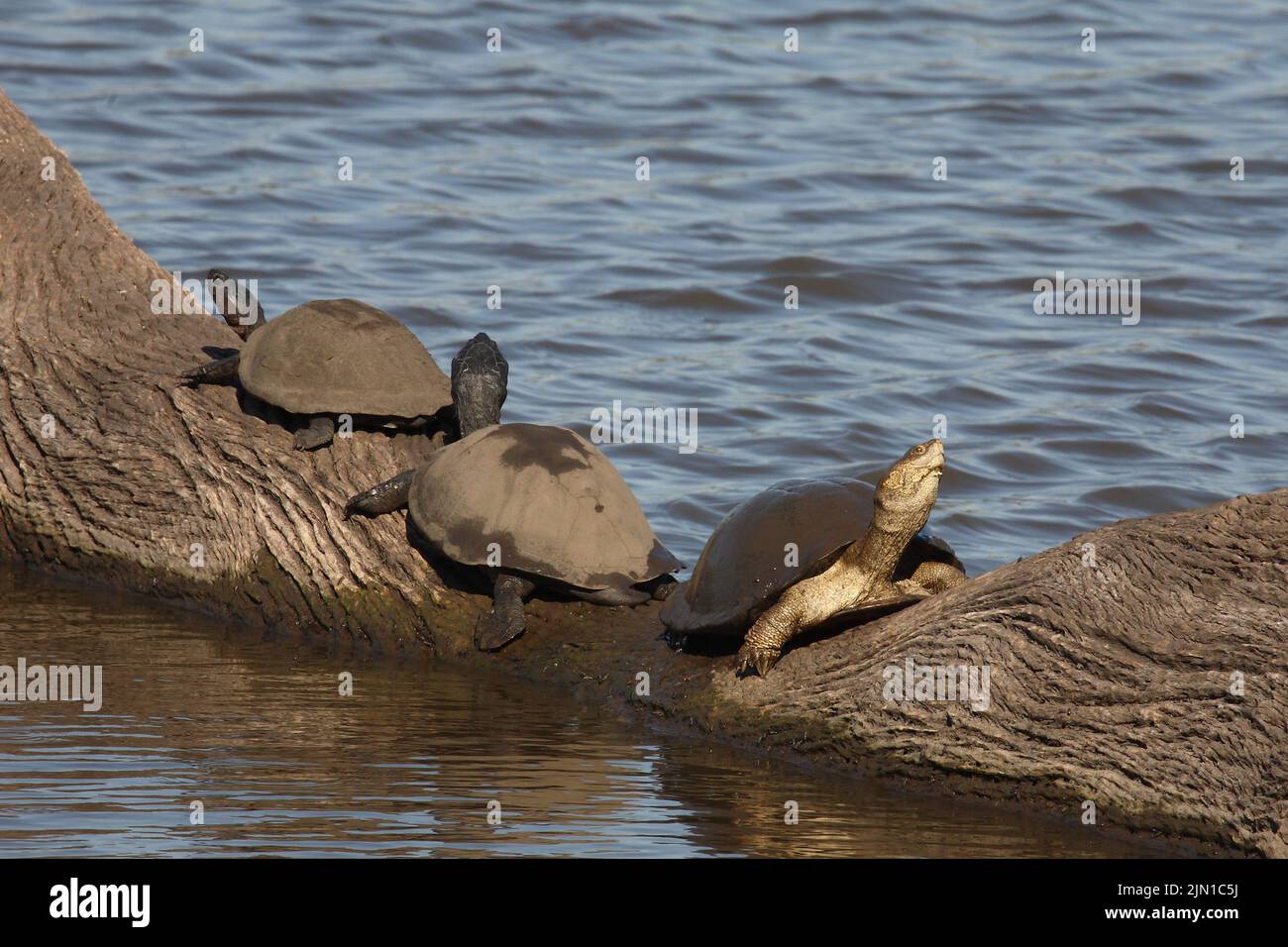 Helmeted tortoise hi-res stock photography and images - Alamy