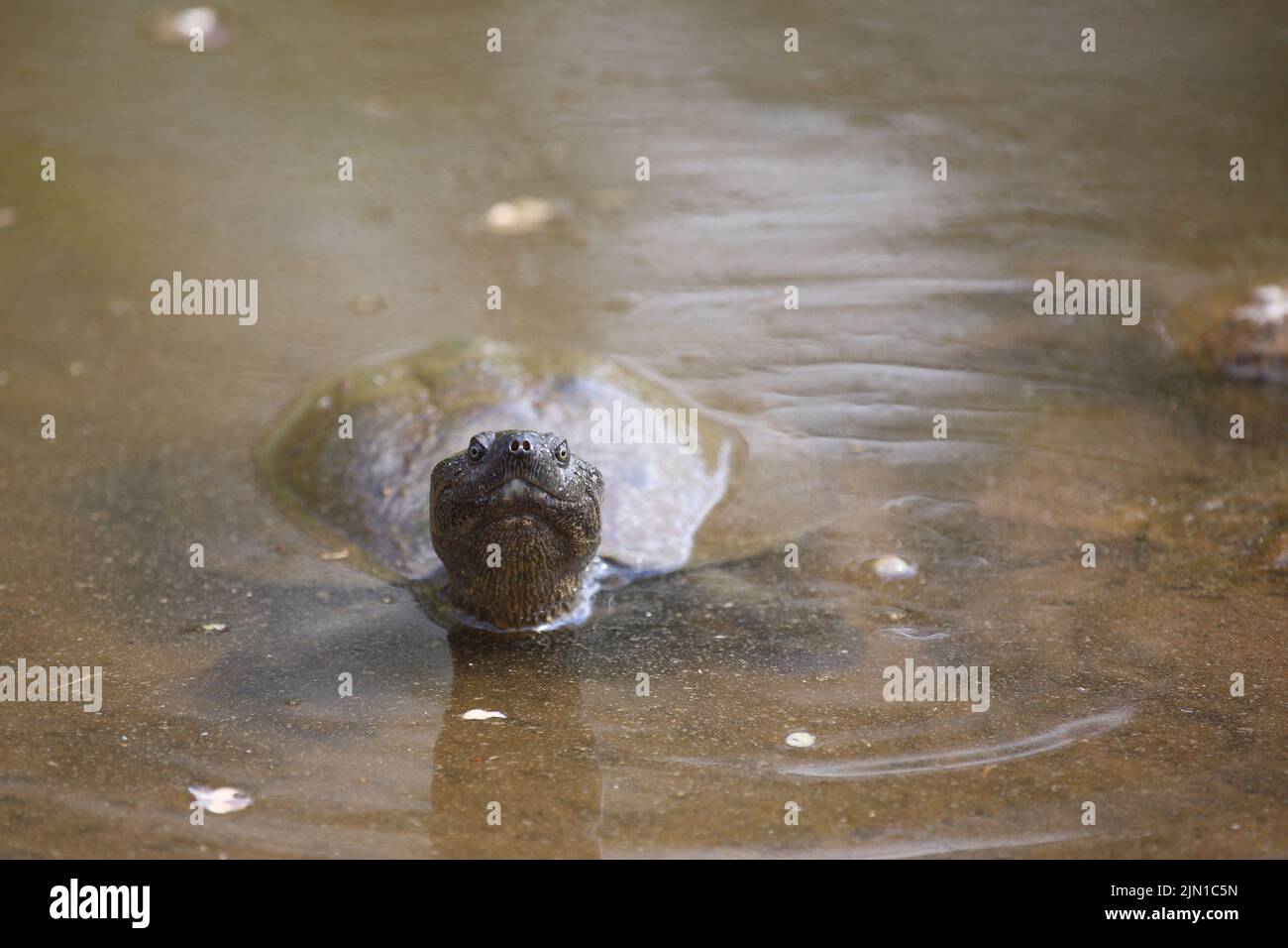Starrbrust-Pelomeduse / Marsh or Helmeted turtle / Pelomedusa subrufa ...