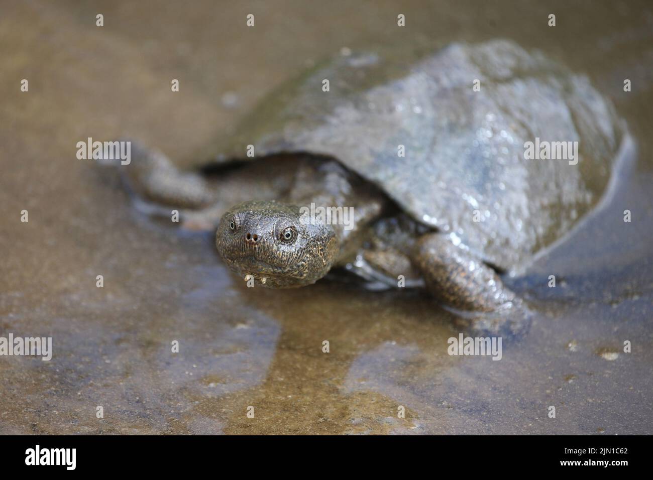 Starrbrust-Pelomeduse / Marsh or Helmeted turtle / Pelomedusa subrufa ...