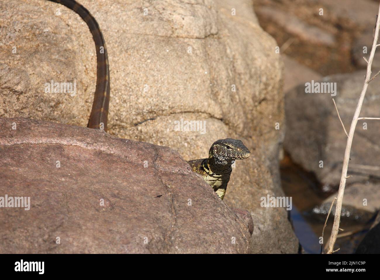 Nile Monitor Hatchling