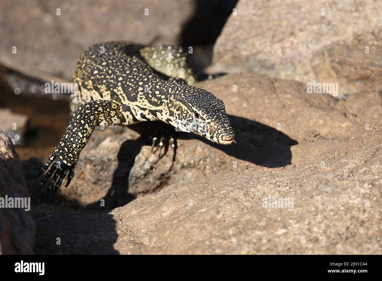 Nilwaran / Nile monitor / Varanus niloticus Stock Photo - Alamy