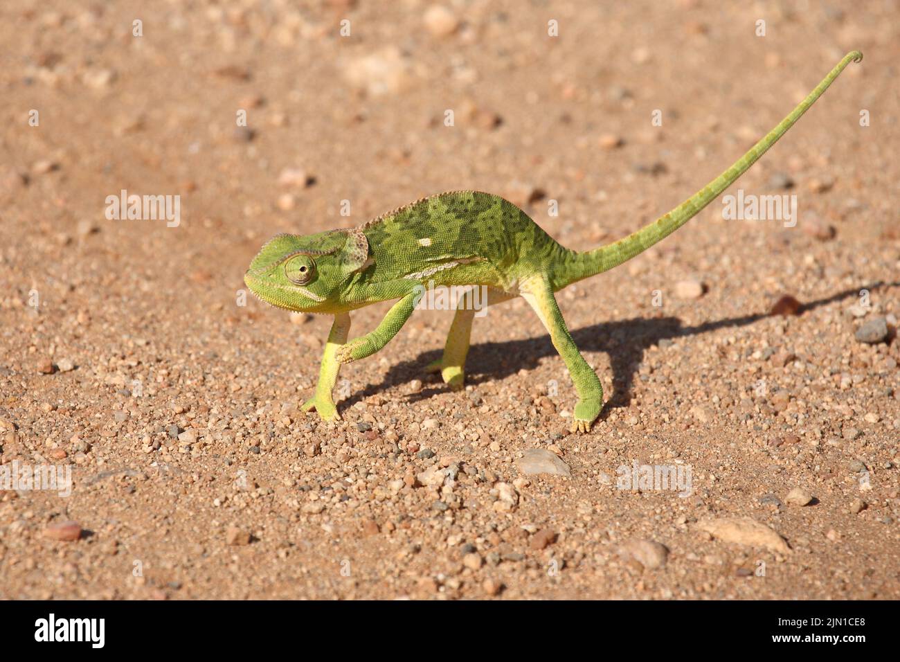 Lappenchamäleon / Flap-necked chameleon / Chamaeleo dilepis Stock Photo ...