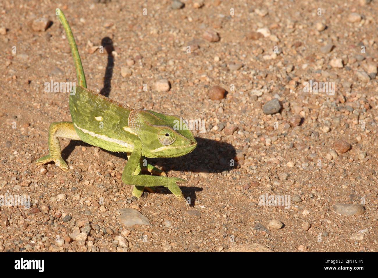 Lappenchamäleon / Flap-necked chameleon / Chamaeleo dilepis Stock Photo ...