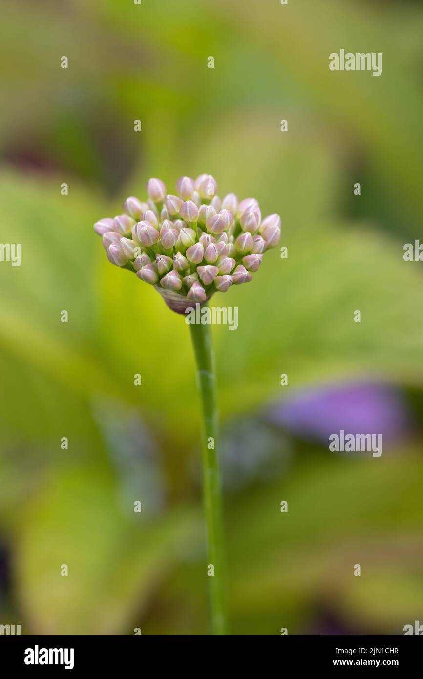 Allium sativum botanical hi-res stock photography and images - Alamy