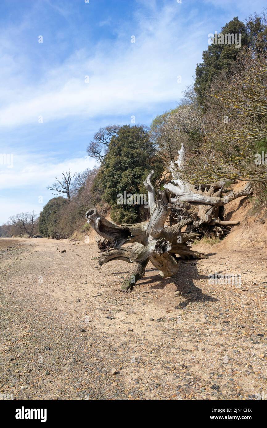 Dead, fallen trees on the beach at Nacton Foreshore, Suffolk, England ...