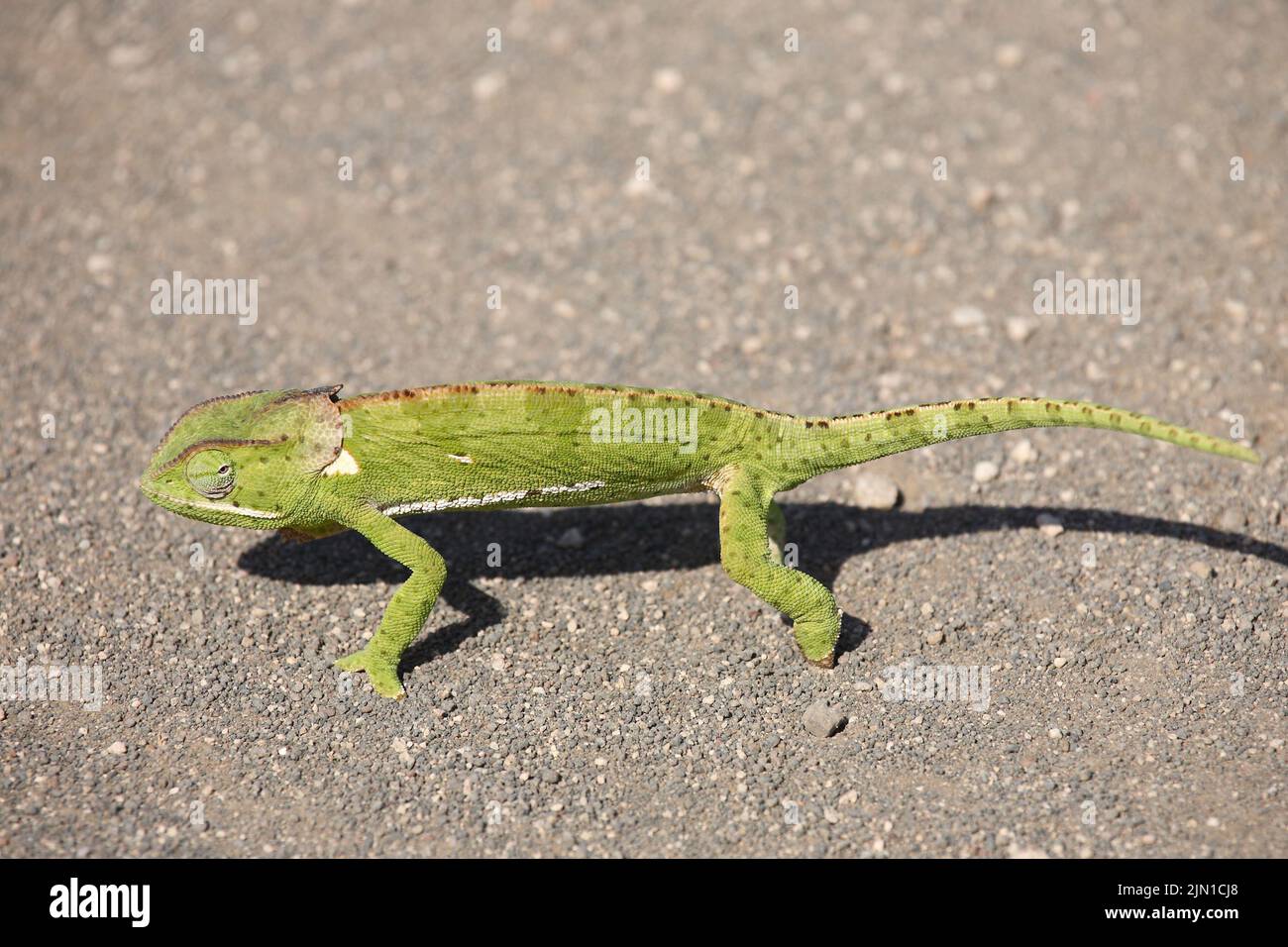 Lappenchamäleon / Flap-necked chameleon / Chamaeleo dilepis Stock Photo ...