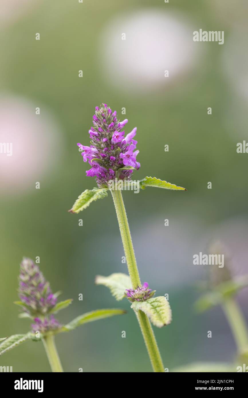 Stachys officinalis hummelo hi-res stock photography and images - Alamy