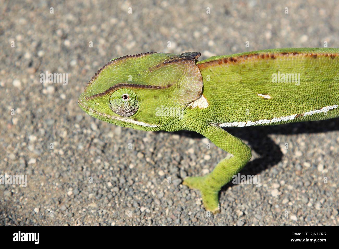 Lappenchamäleon / Flap-necked chameleon / Chamaeleo dilepis Stock Photo ...
