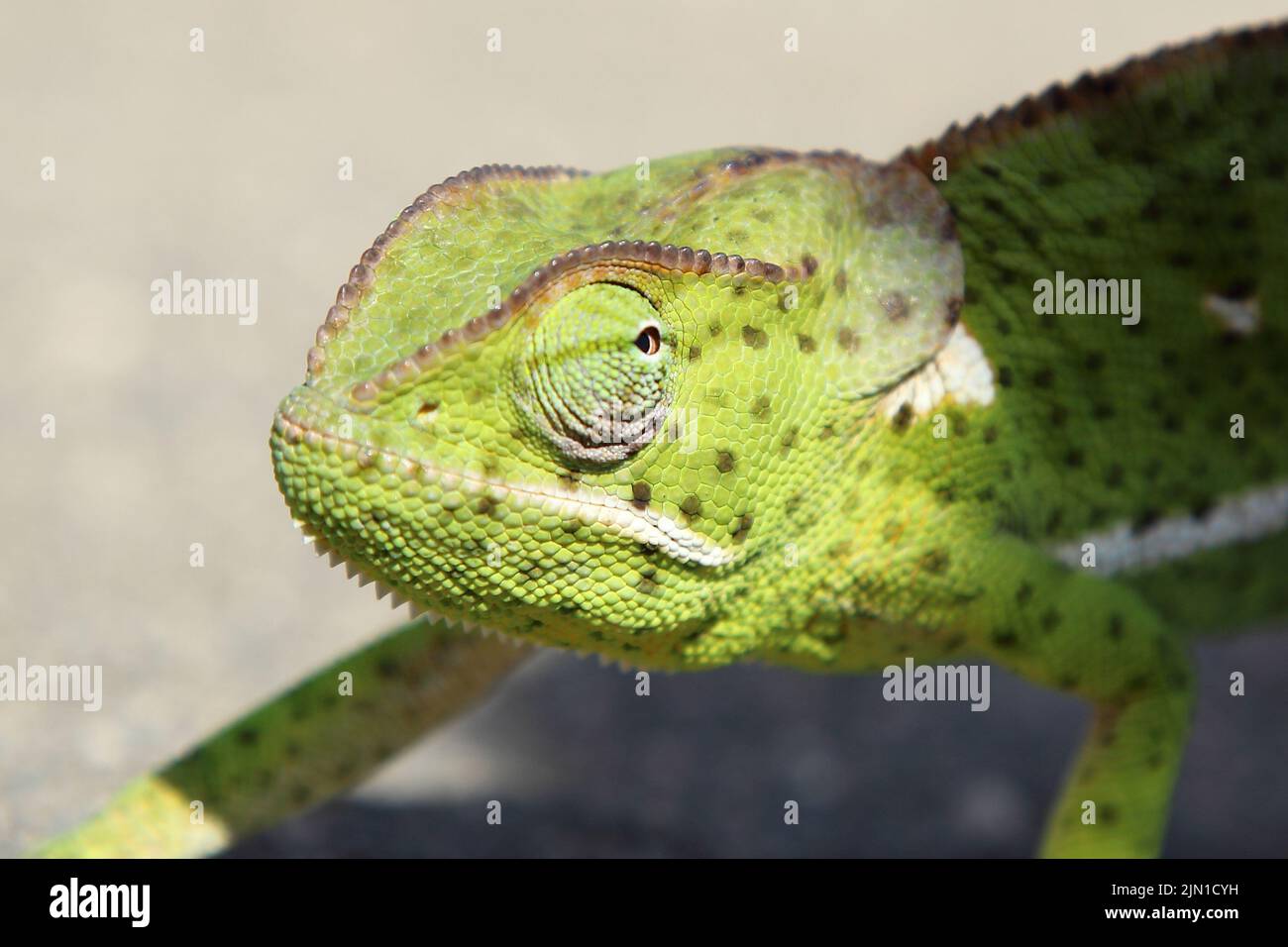 Lappenchamäleon / Flap-necked chameleon / Chamaeleo dilepis Stock Photo ...