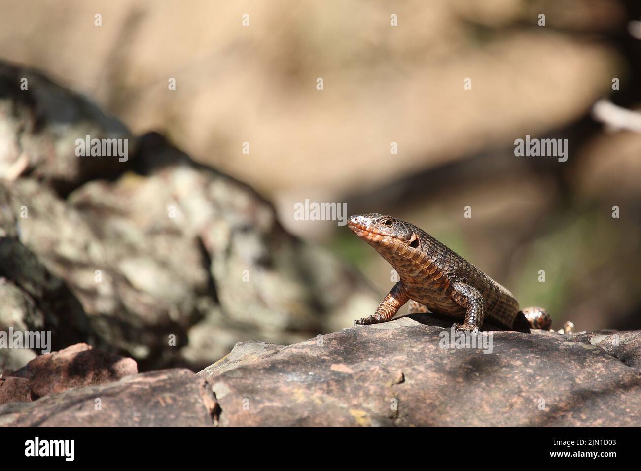 Felsen-Schildechse / Giant plated lizard / Matobosaurus validus Stock ...