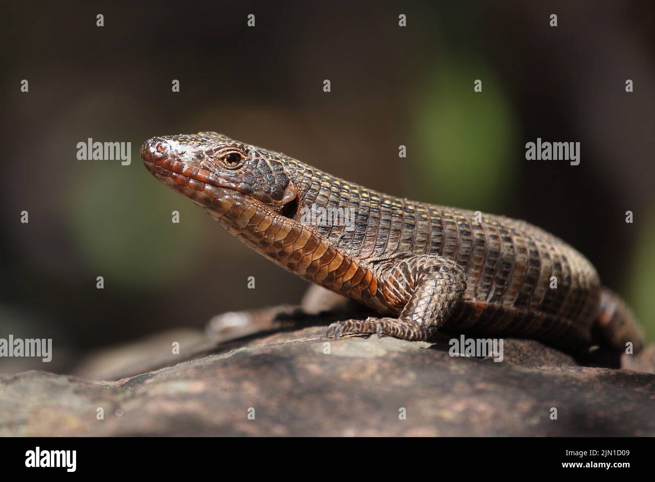 Matobosaurus hi-res stock photography and images - Alamy