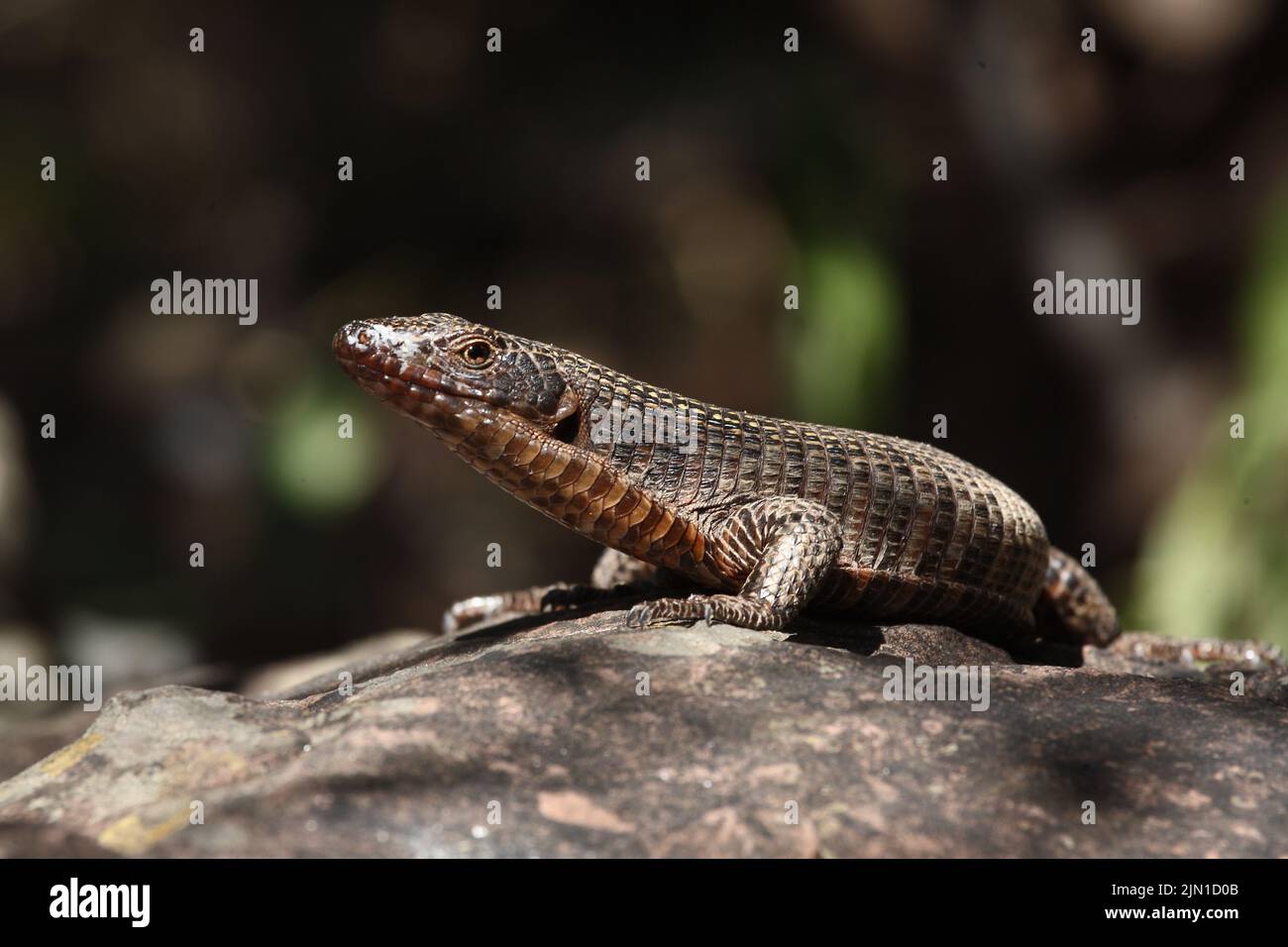 Felsen-Schildechse / Giant plated lizard / Matobosaurus validus Stock ...