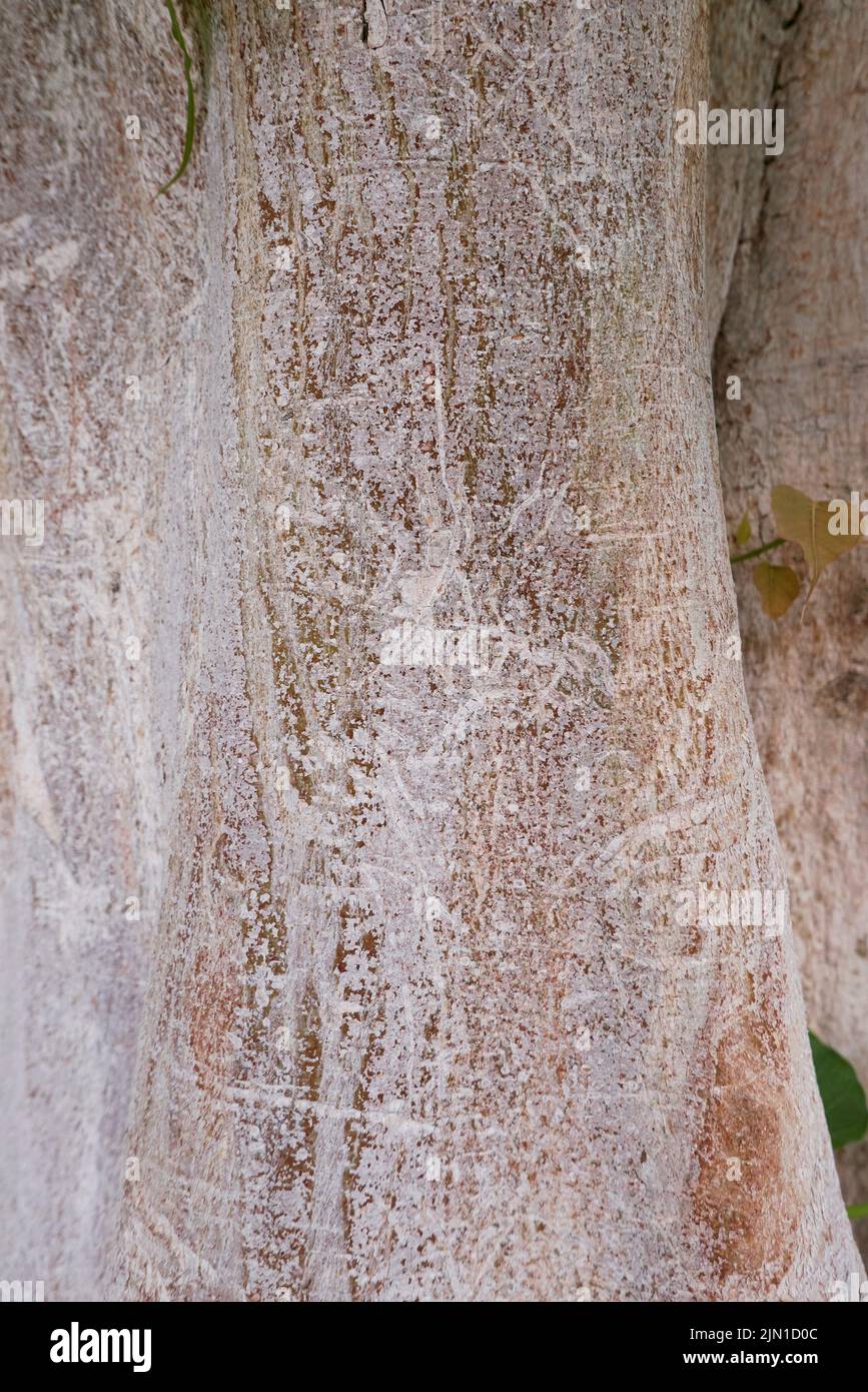 trunk and leaves close up of Ficus religiosa tree Stock Photo - Alamy