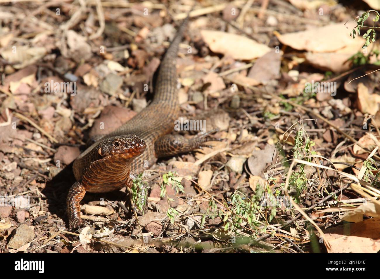 Felsen-Schildechse / Giant plated lizard / Matobosaurus validus Stock ...