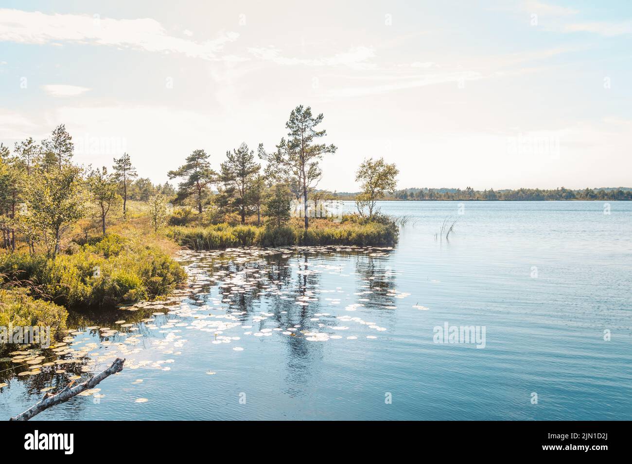 Scenic View From a Viewing Platform In A Estonian Bog Called Koigi Raba ...