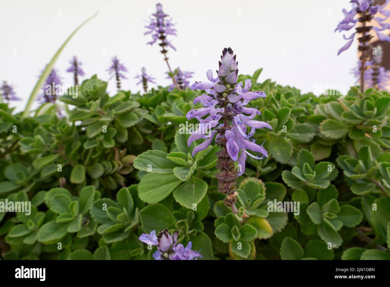 Plectranthus caninus in bloom Stock Photo - Alamy