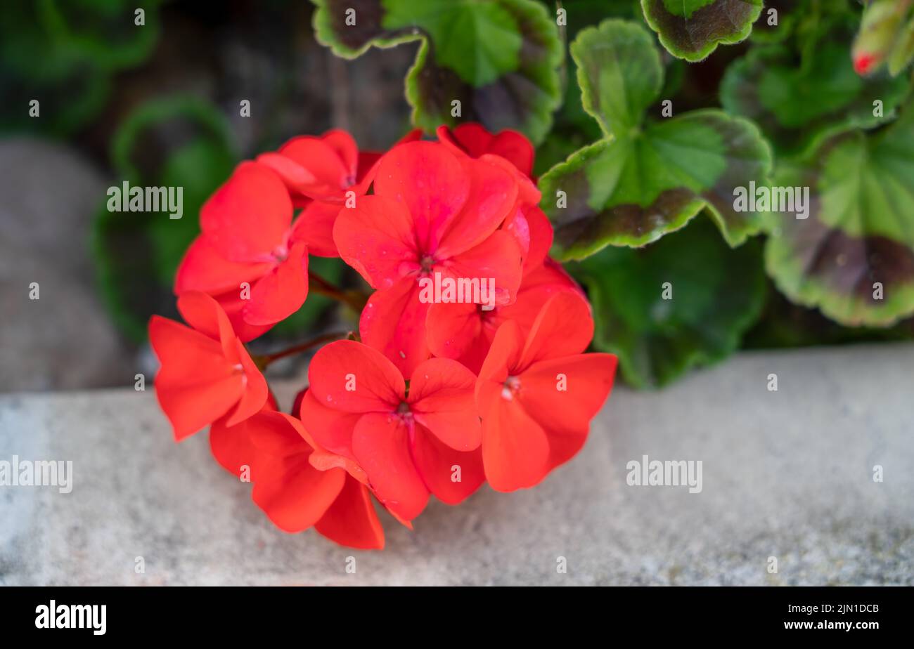 detailed close up of geranium 'Best Red' F1 hybrid Stock Photo - Alamy