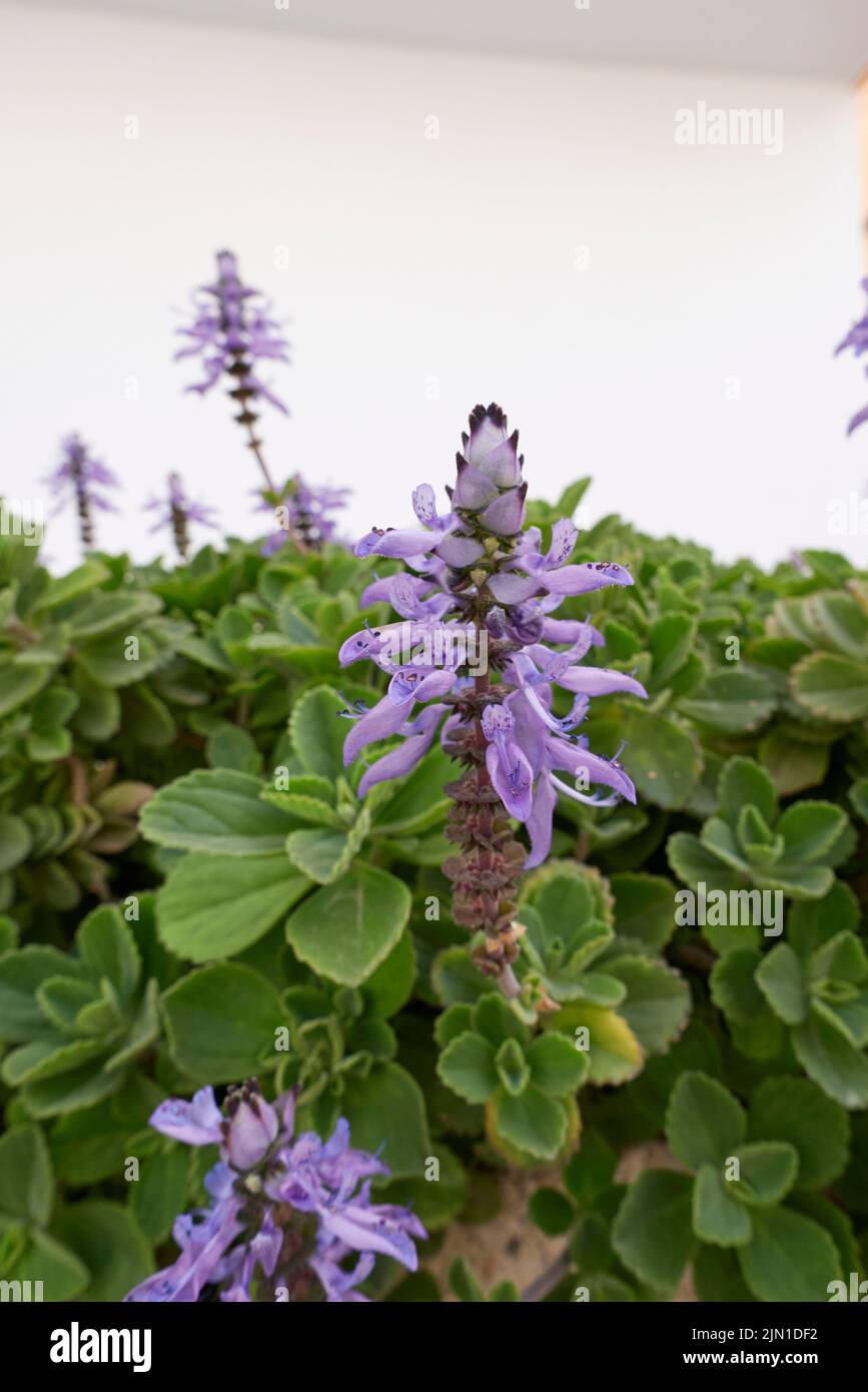 Plectranthus caninus in bloom Stock Photo - Alamy