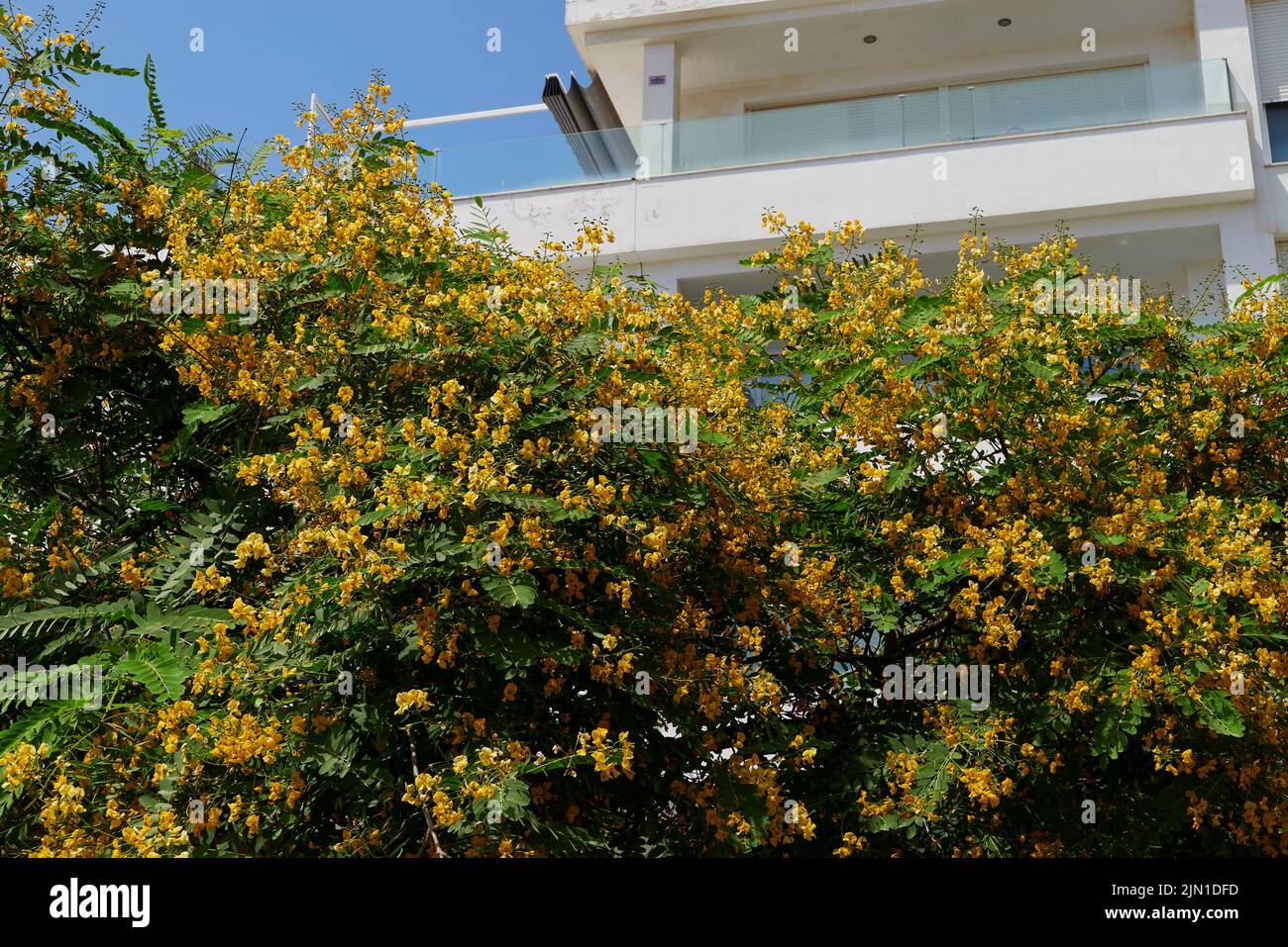 Tipuana tipu tree in bloom Stock Photo - Alamy