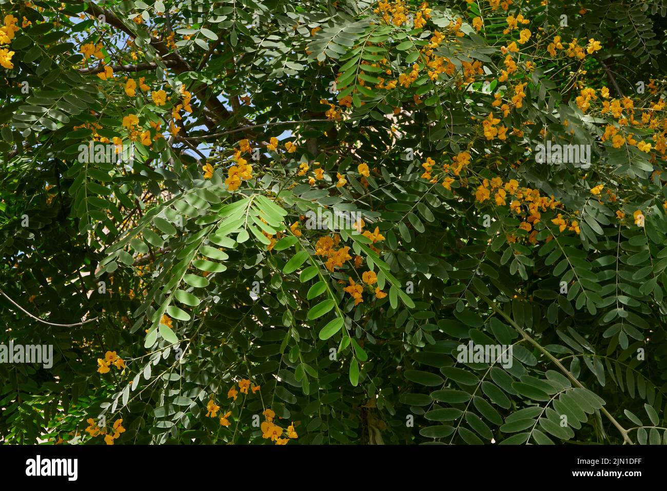 Tipuana tipu rosewood tree hi-res stock photography and images - Alamy