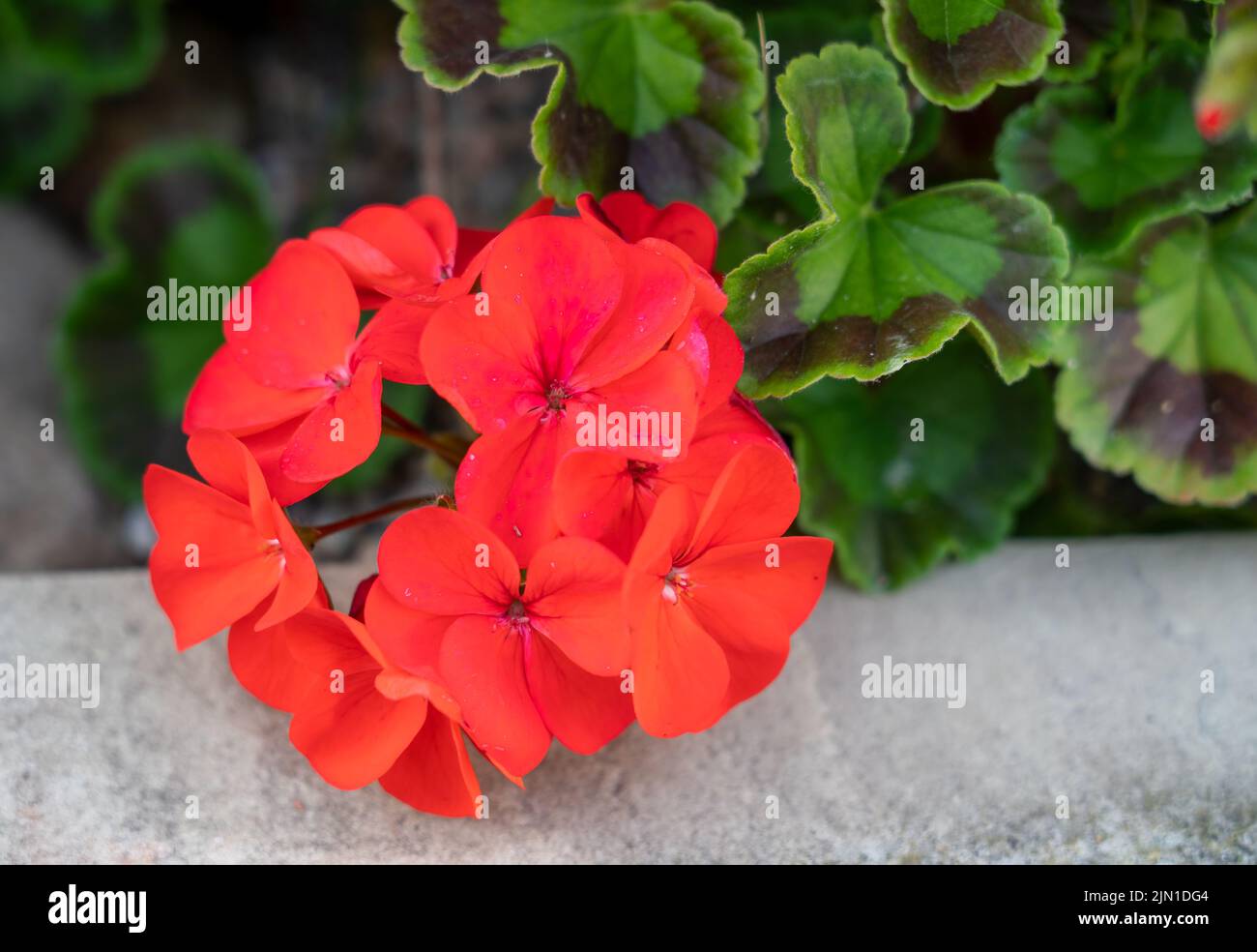 detailed close up of geranium 'Best Red' F1 hybrid Stock Photo - Alamy