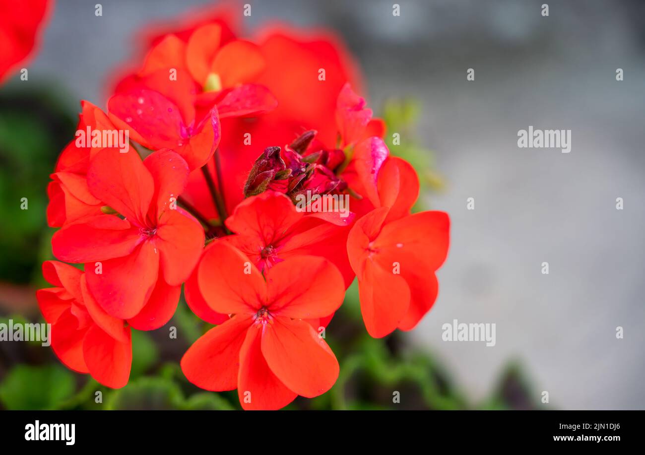 detailed close up of geranium 'Best Red' F1 hybrid Stock Photo - Alamy