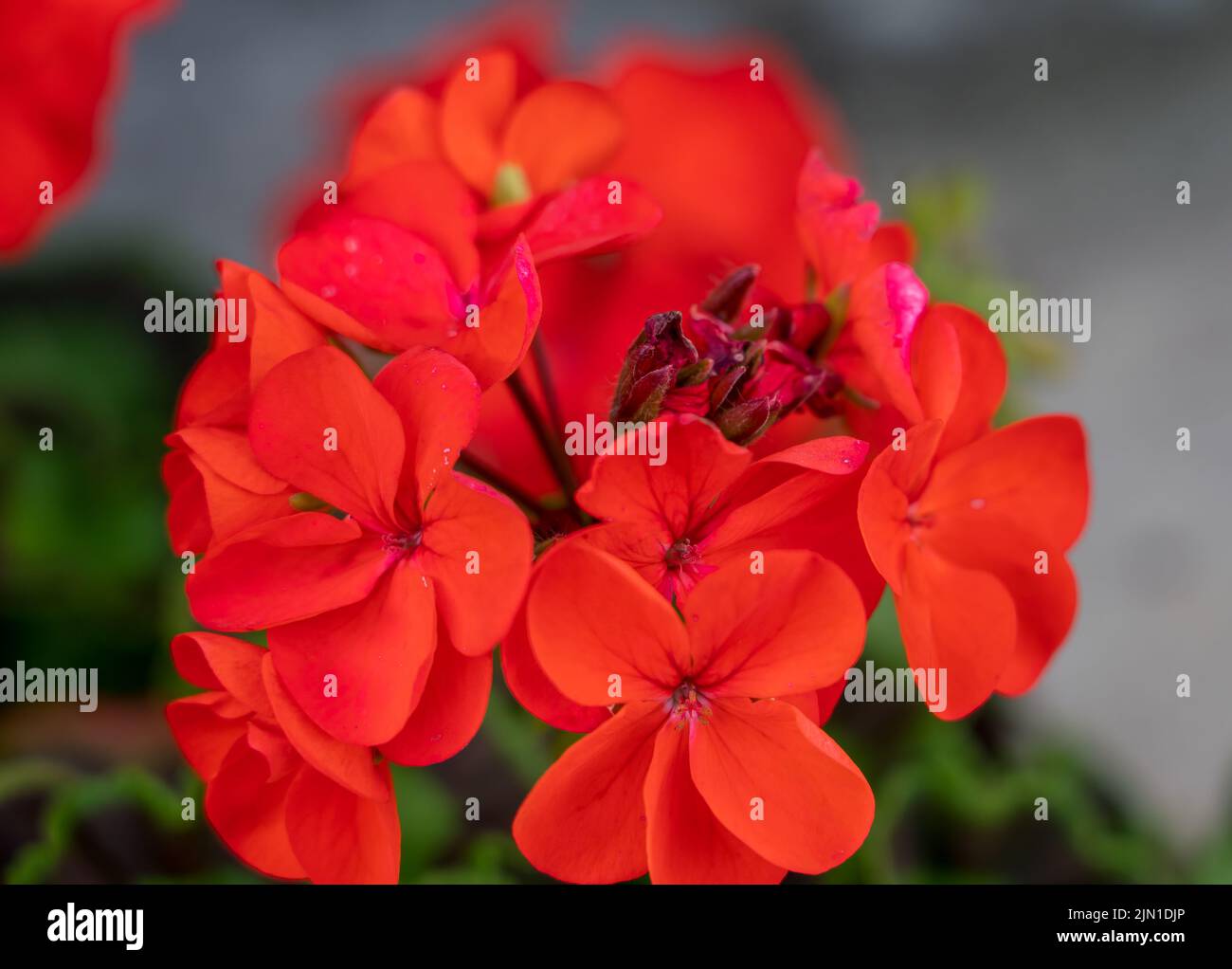 detailed close up of geranium 'Best Red' F1 hybrid Stock Photo - Alamy