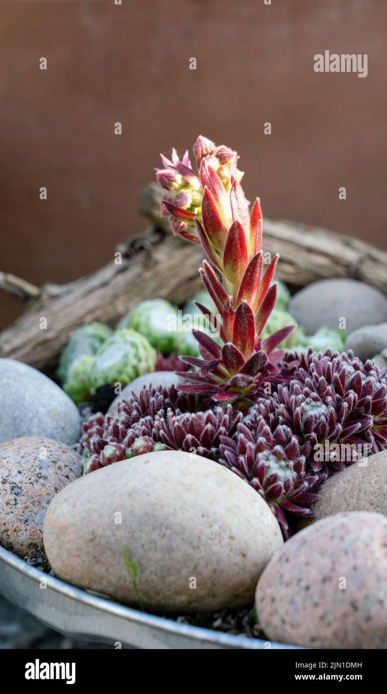 detailed close up of a flowering Sempervivum tectorum, the common ...