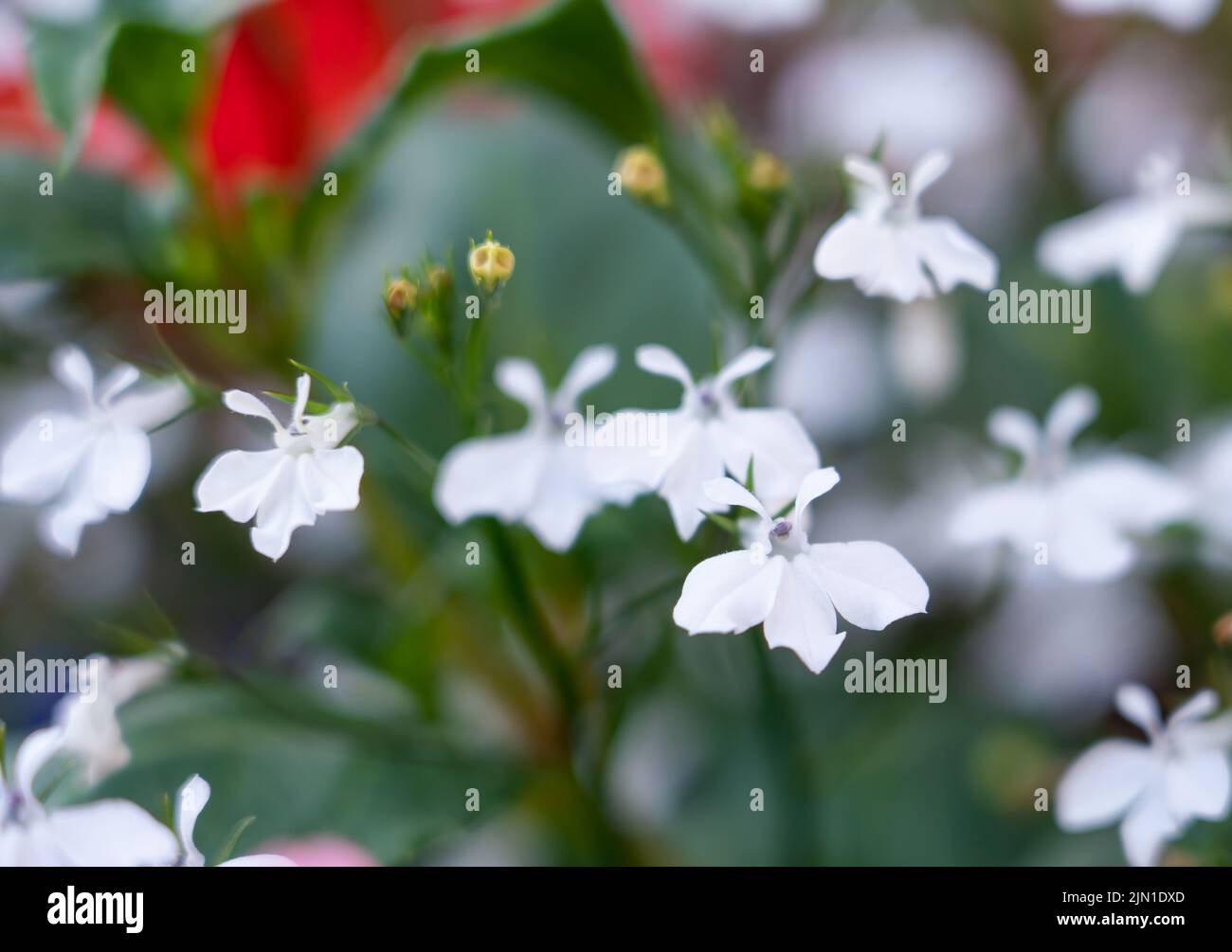 Lobelia erinus cascade hi-res stock photography and images - Alamy