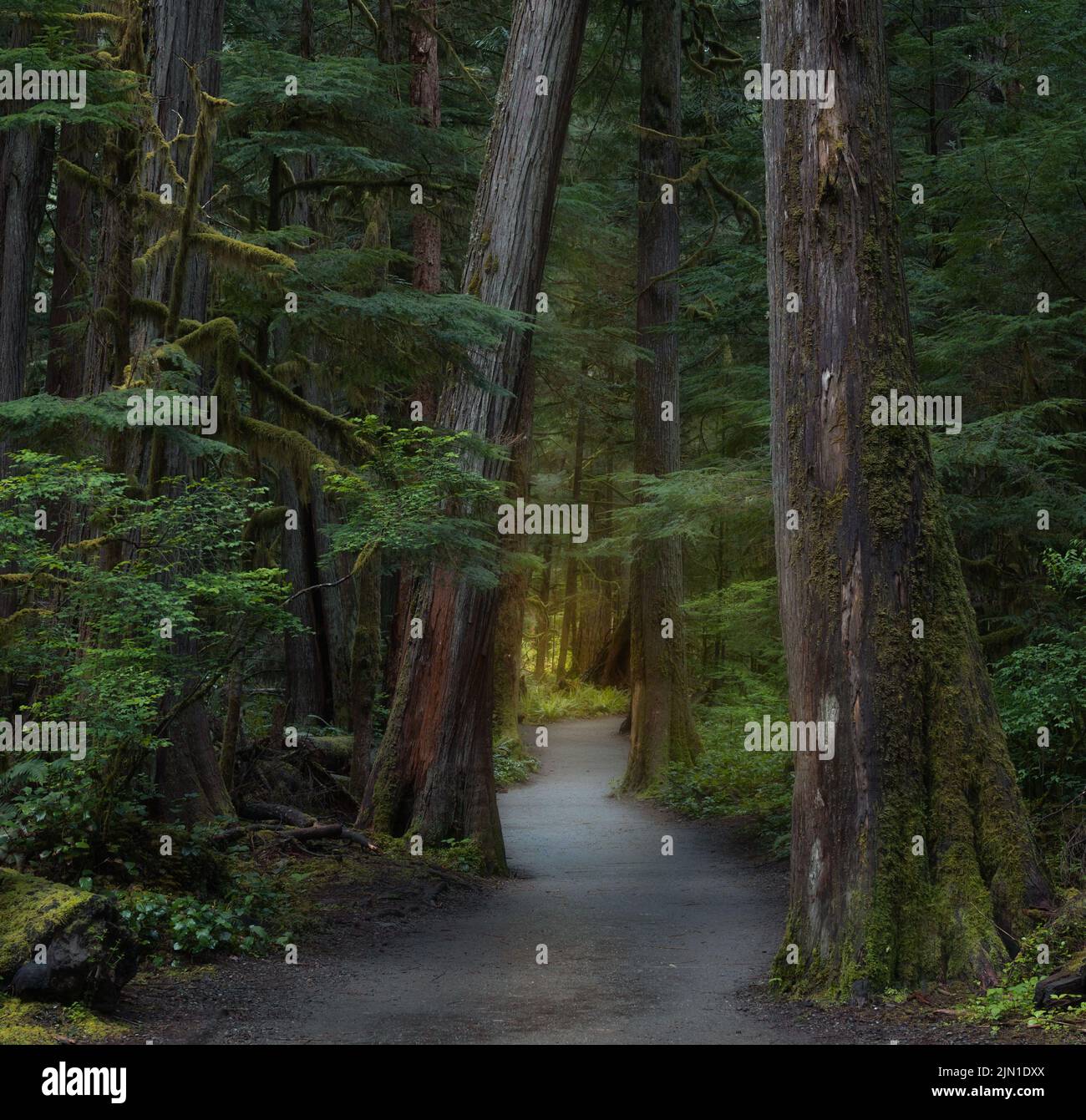 A scenic view of a path in a forest surrounded by tall wooden trees ...