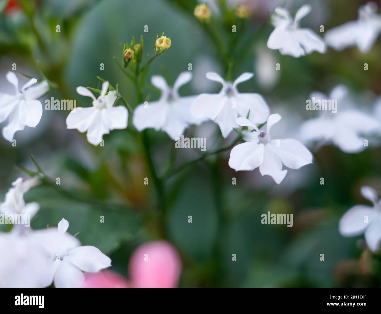 Lobelia erinus cascade hi-res stock photography and images - Alamy