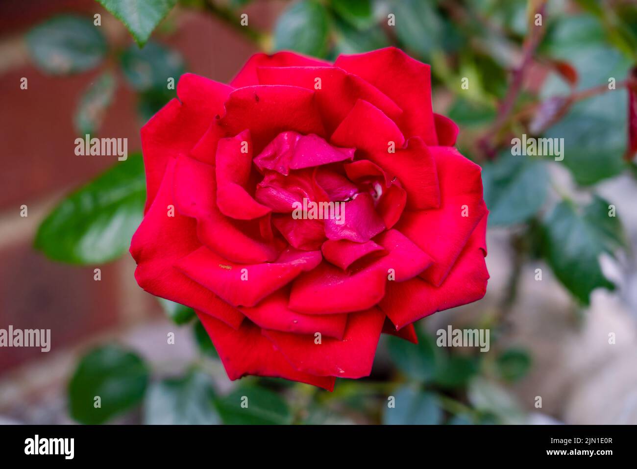 Rubiginosa rose hi-res stock photography and images - Alamy