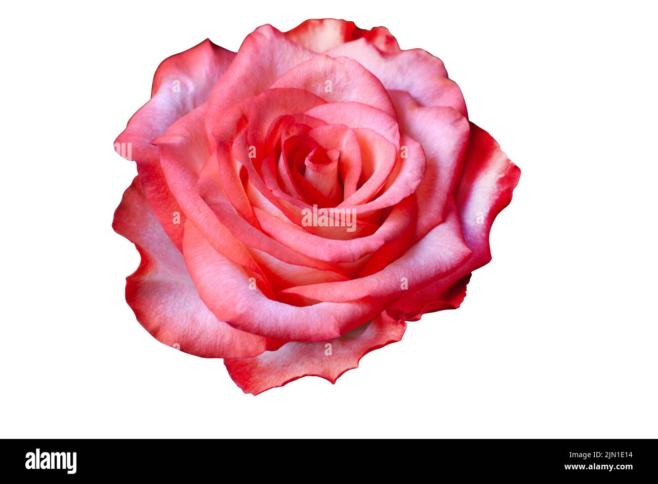 Pink rose flower head isolated on white background. Close up rose bloom ...