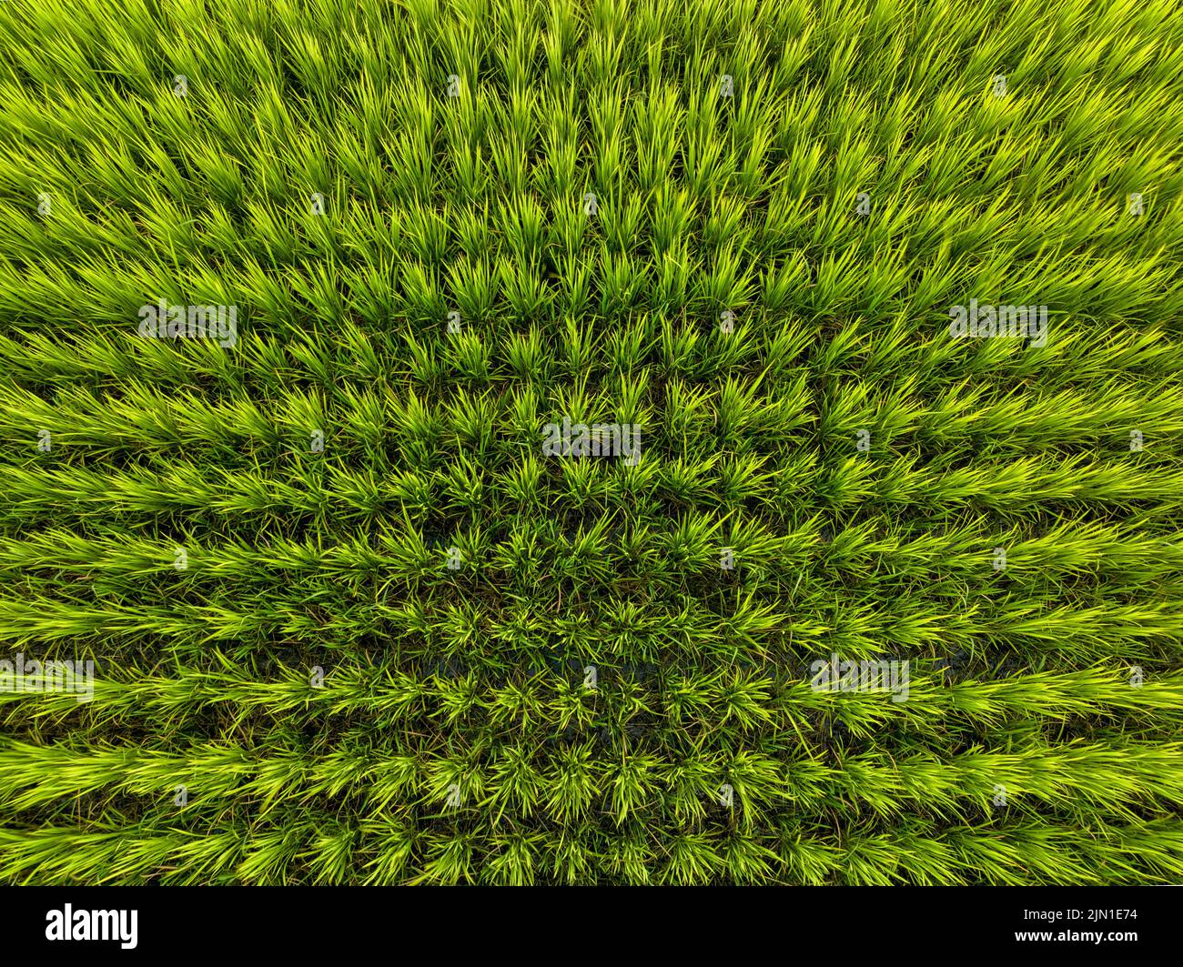 Looking straight down on rows of rice in green field Stock Photo - Alamy