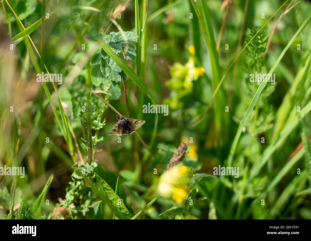 Black mallow bush hi-res stock photography and images - Alamy