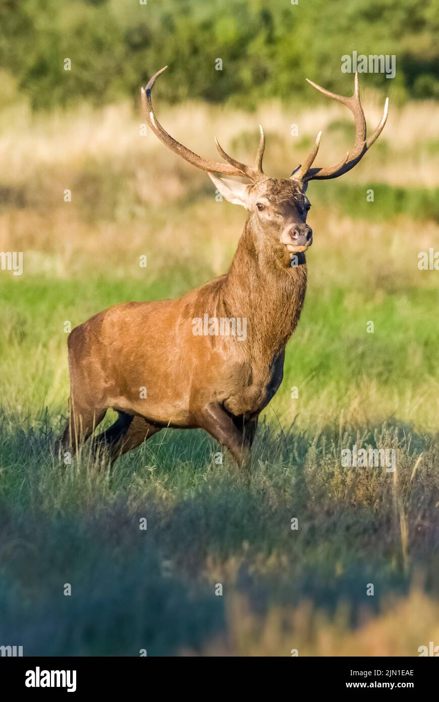 Red deer roaring, Parque Luro Nature Reserve, La Pampa Province ...