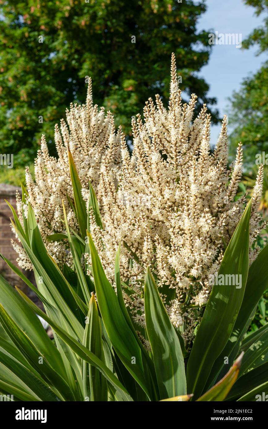 Cabbage tree cordyline australis hi-res stock photography and images ...