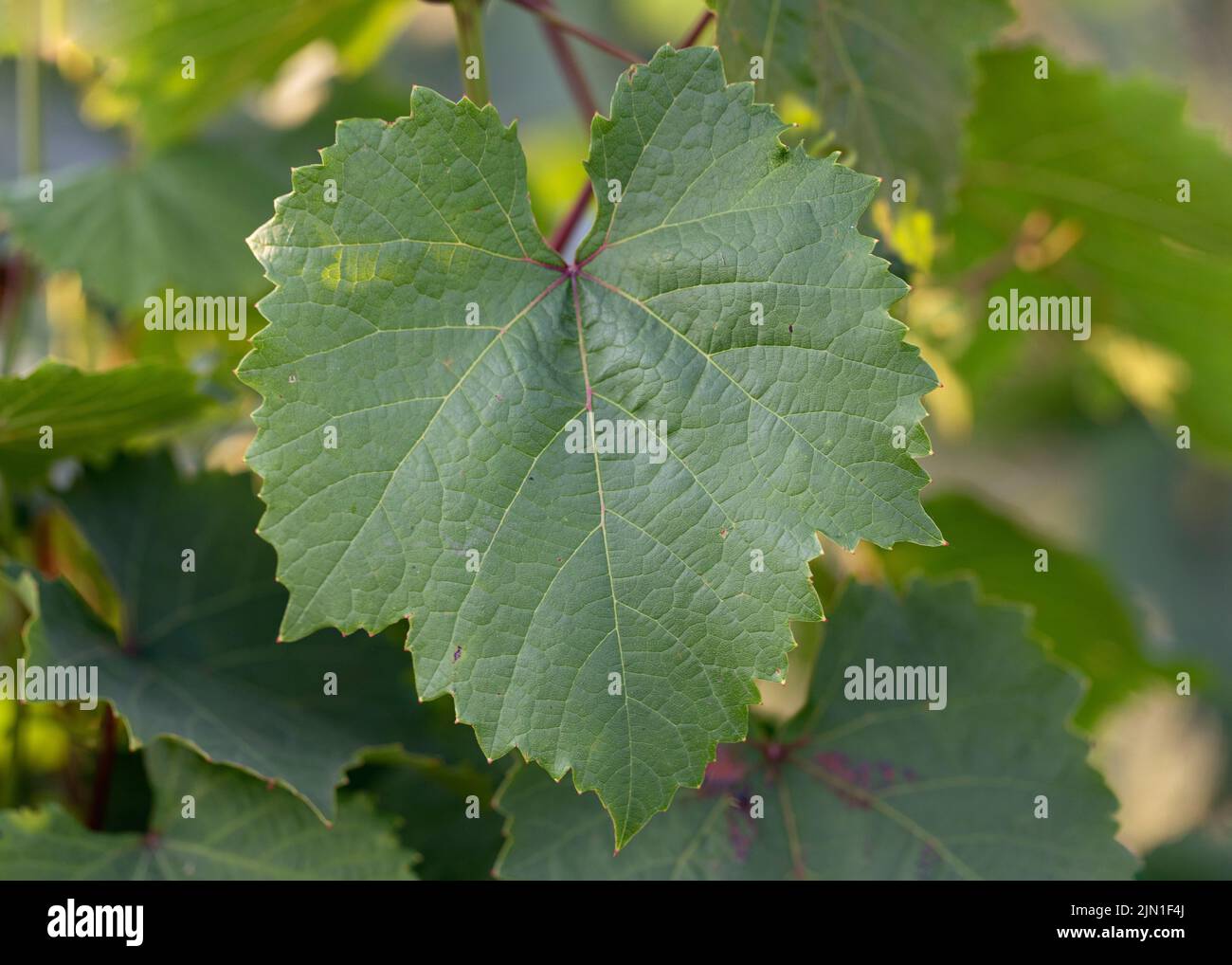 green grape vine leaf on blur natural background Stock Photo - Alamy