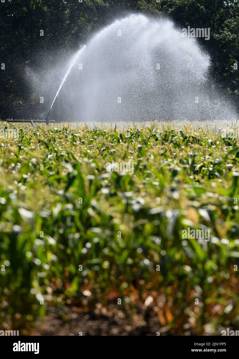 Crops dying in drought conditions hi-res stock photography and images ...