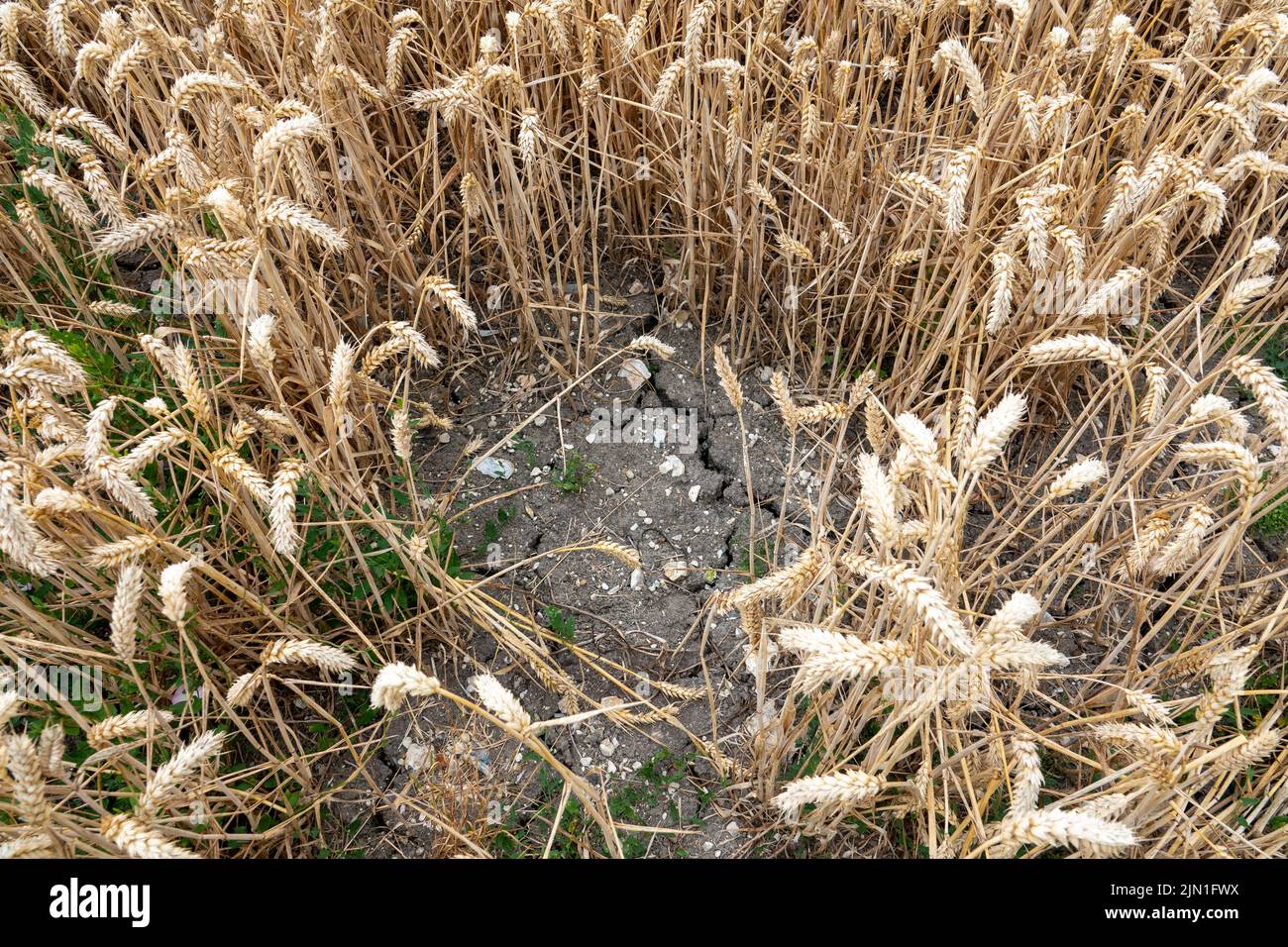 A small area of a failing wheat crop due to drought Stock Photo - Alamy