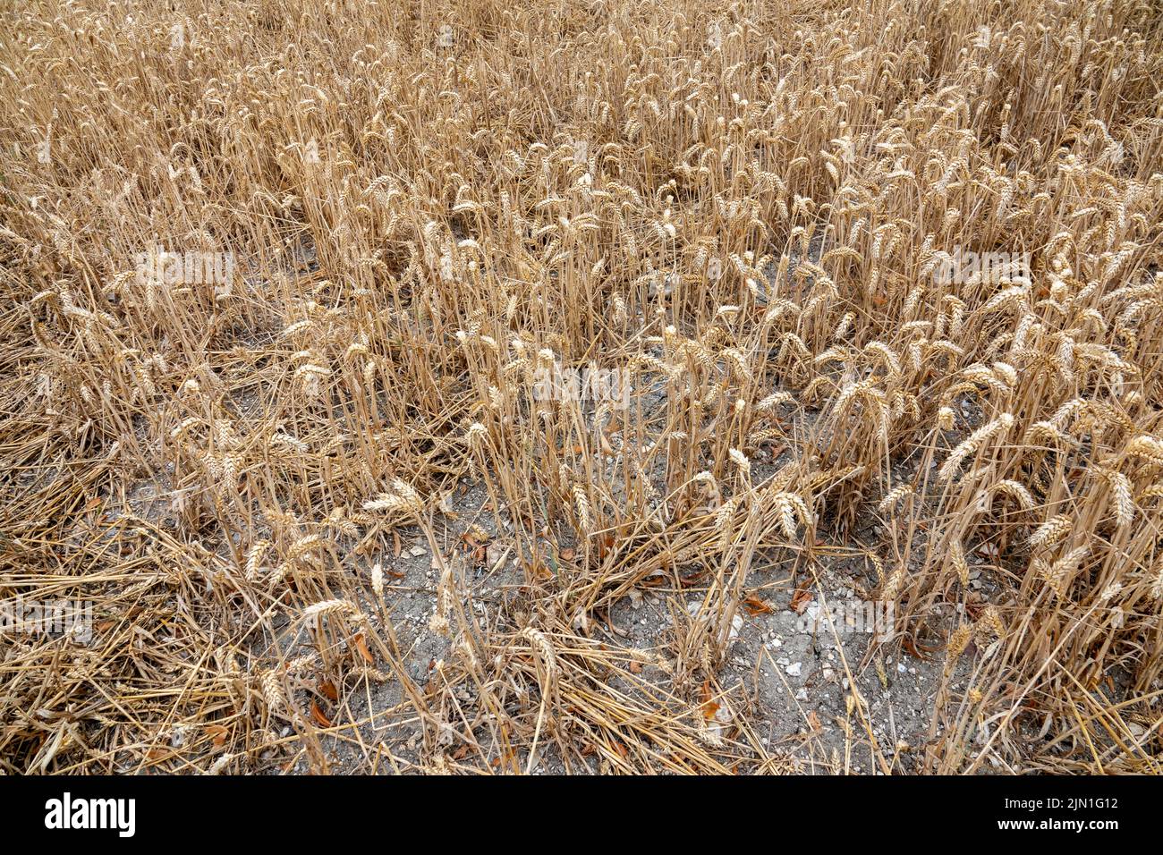 Drought parched soil hi-res stock photography and images - Alamy