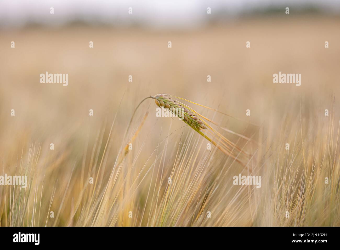 Grass ear of corn hi-res stock photography and images - Alamy