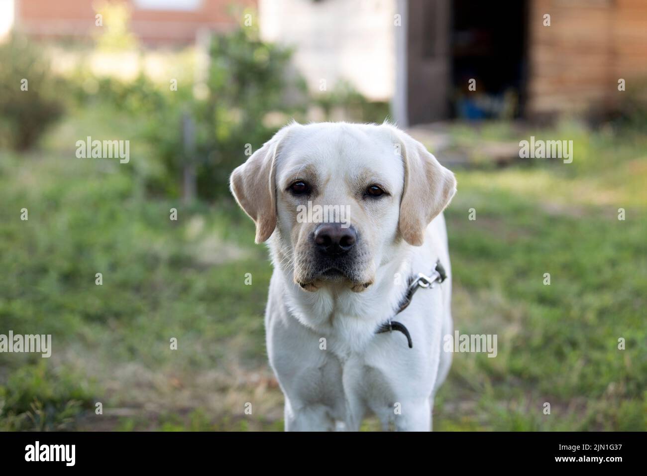 Labrador dog look in camera on nature in country house. Pet for walk ...