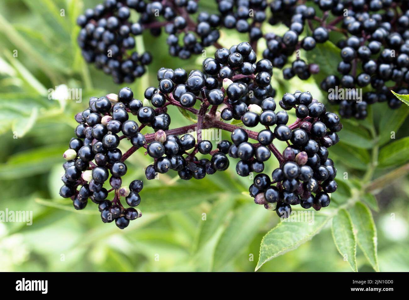 Elderberry bush on a branch, ripe elderberry growing in nature ...